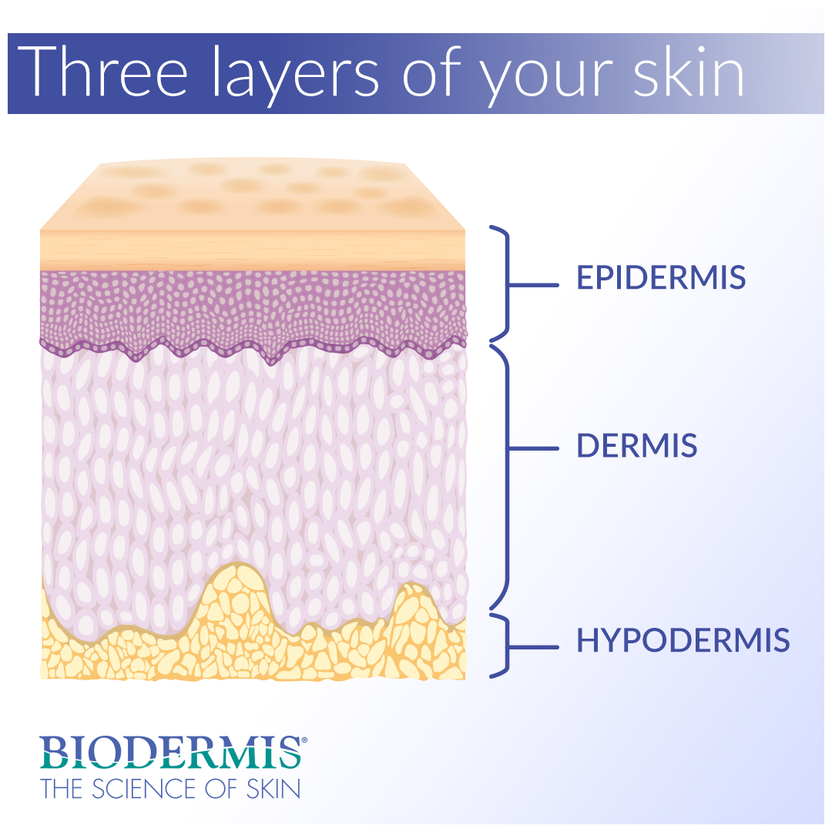 The Skin's Three Layers and Scar Formation | Biodermis.com
